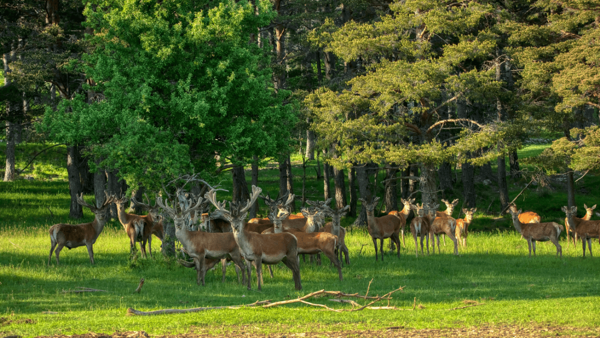 Safari dans la Réserve des Monts d'Azur - Nice Weekend ou Weekend à Nice
